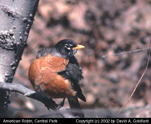Canon FD 400mm f4.5 lens - Canon FD Mount - Photo.net